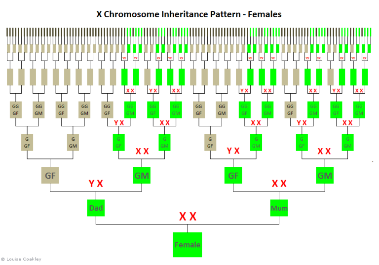 X-DNA's helpful inheritance patterns - Genie1 Genetic Genealogy