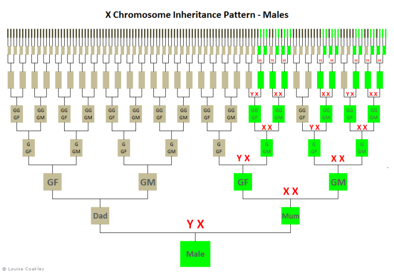 X-DNA's helpful inheritance patterns - Genie1 Genetic Genealogy