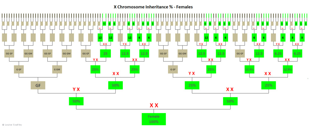 X-DNA's helpful inheritance patterns - Genie1 Genetic Genealogy