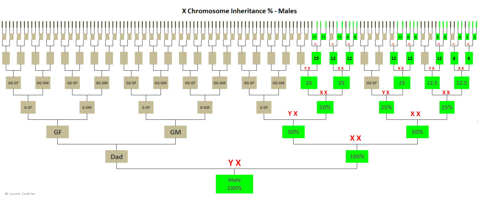 X-DNA's helpful inheritance patterns - Genie1 Genetic Genealogy