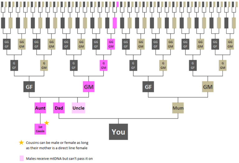 mtDNA: the Direct Maternal Line - Genie1 Genetic Genealogy